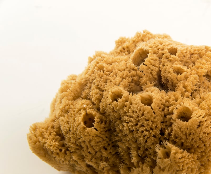 Absorb & Adapt, Become a Human Sponge – Hidden Potential