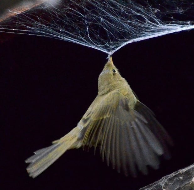 Inspire Innovation – Biomimicry the Shark’s Paintbrush – Dallas Growth ...